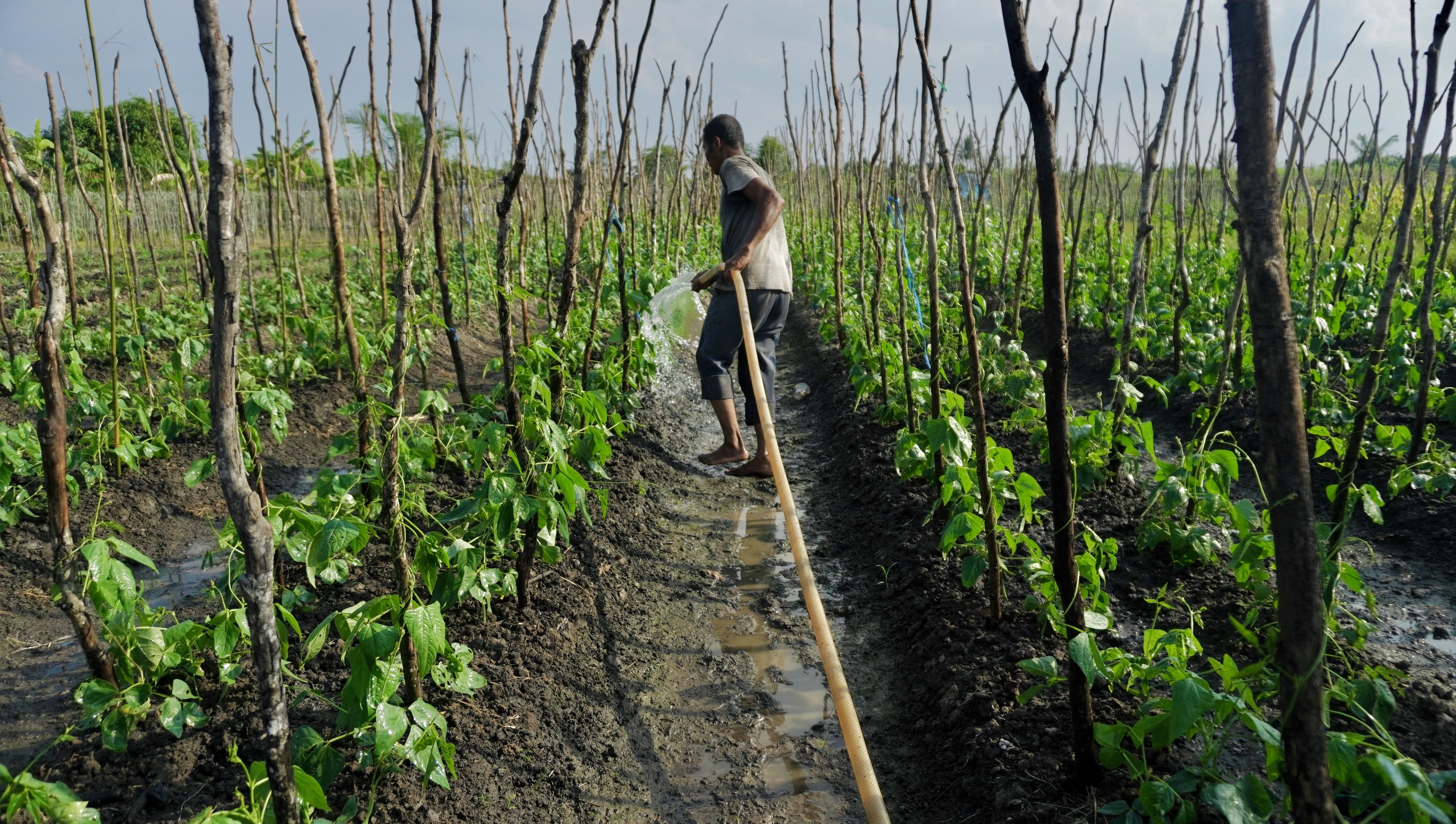 Farming With Peatlands Reflection From Indragiri Hilir | Tay Juhana ...